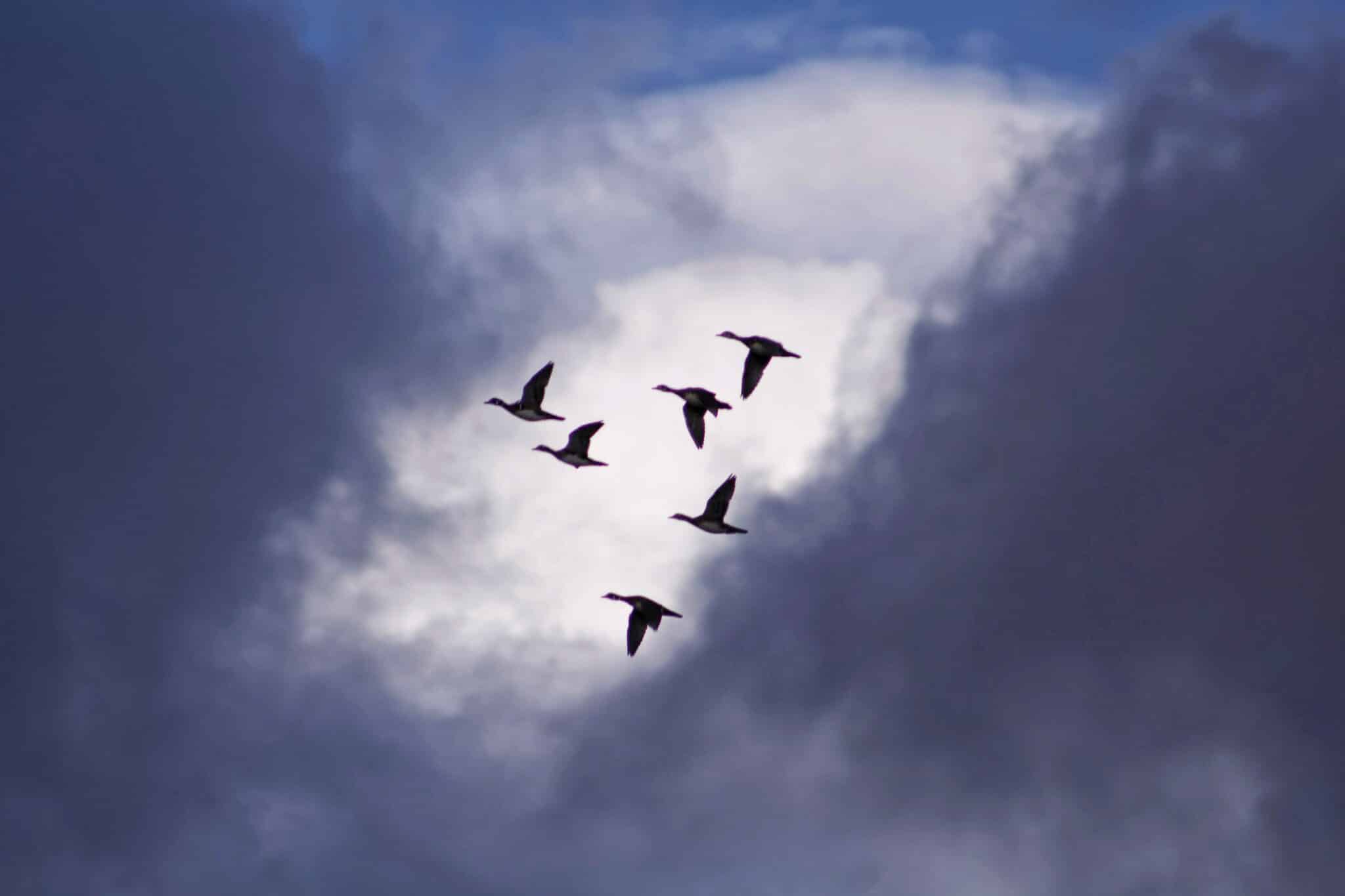 The Relocation Series: Single Expert Witnesses - Loukas Law